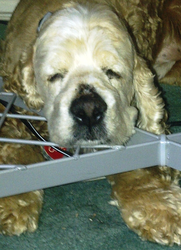 Placement Service – SECOND CHANCE COCKER RESCUE