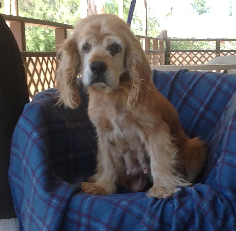 Helen the Brave – SECOND CHANCE COCKER RESCUE