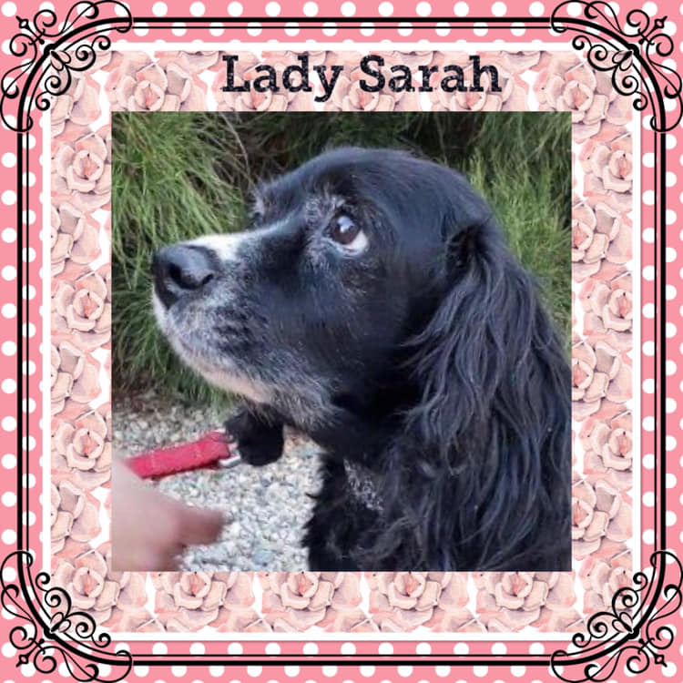 Lady Sarah: Special Needs for a Special Dog – SECOND CHANCE COCKER RESCUE
