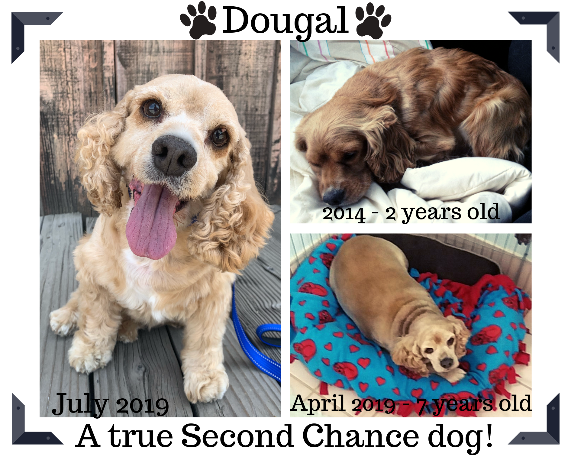 Dougal – A True Second Chance Dog – SECOND CHANCE COCKER RESCUE
