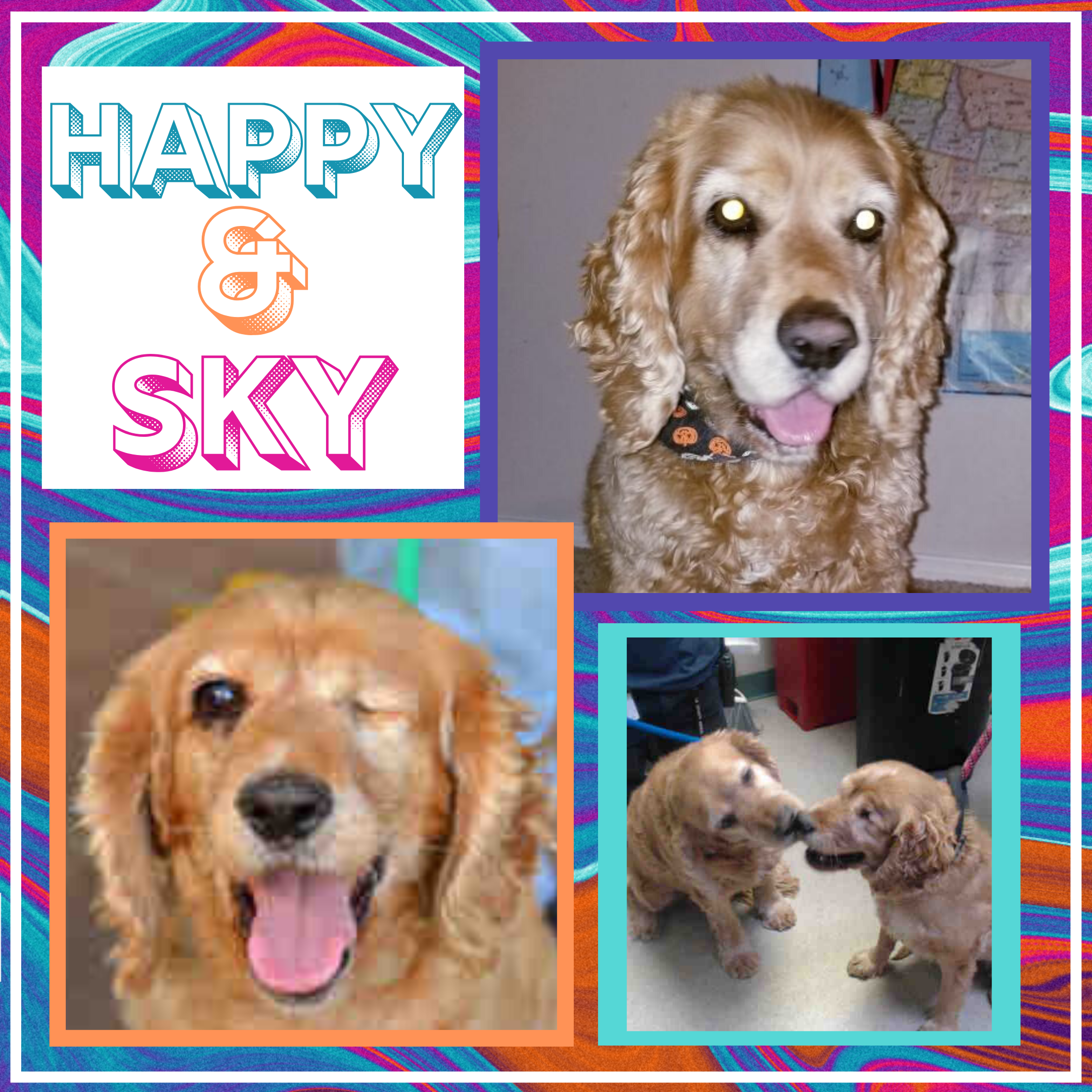 Happy and Sky Can’t Wait To Meet You! – SECOND CHANCE COCKER RESCUE