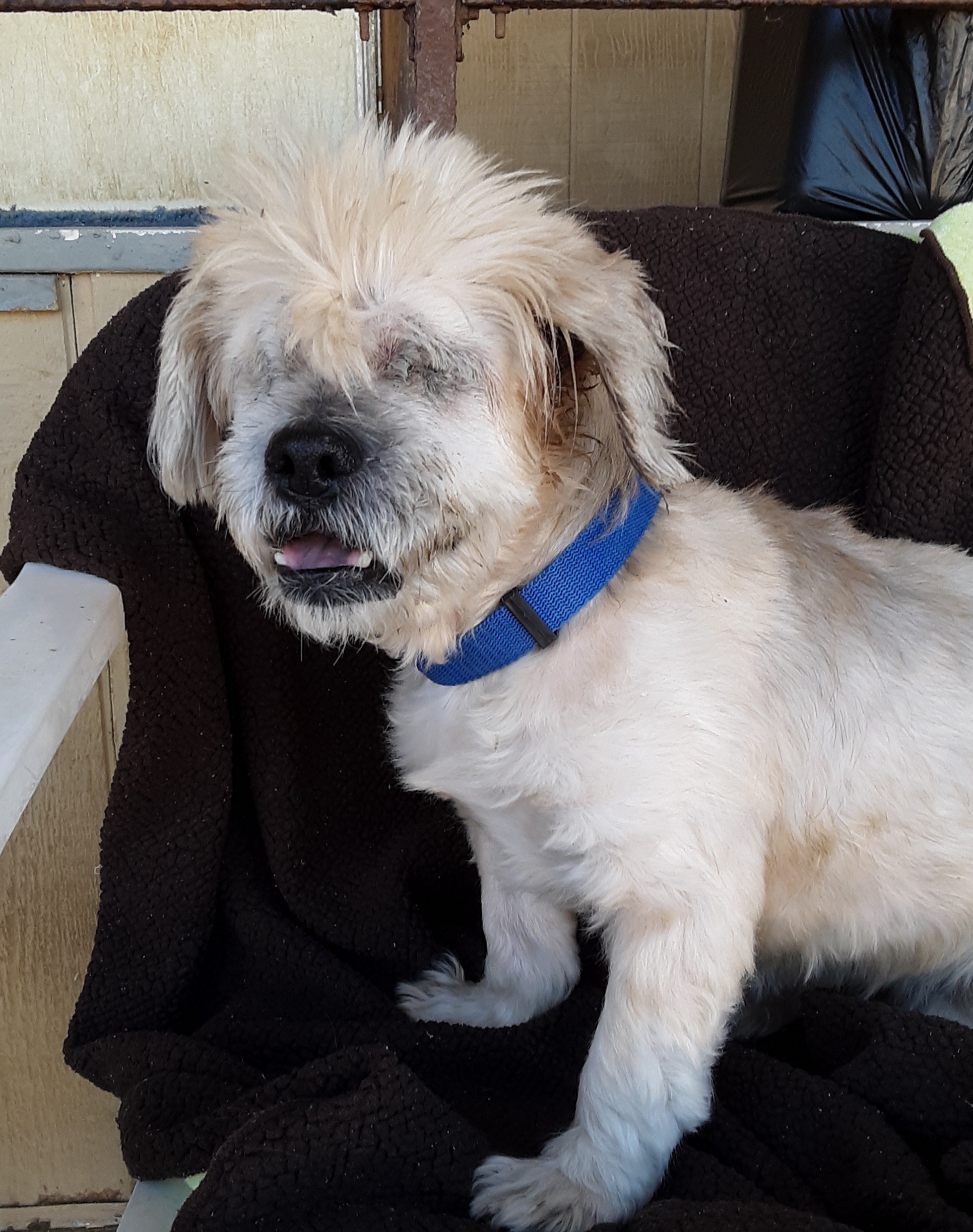 Archie’s Second Chance – SECOND CHANCE COCKER RESCUE