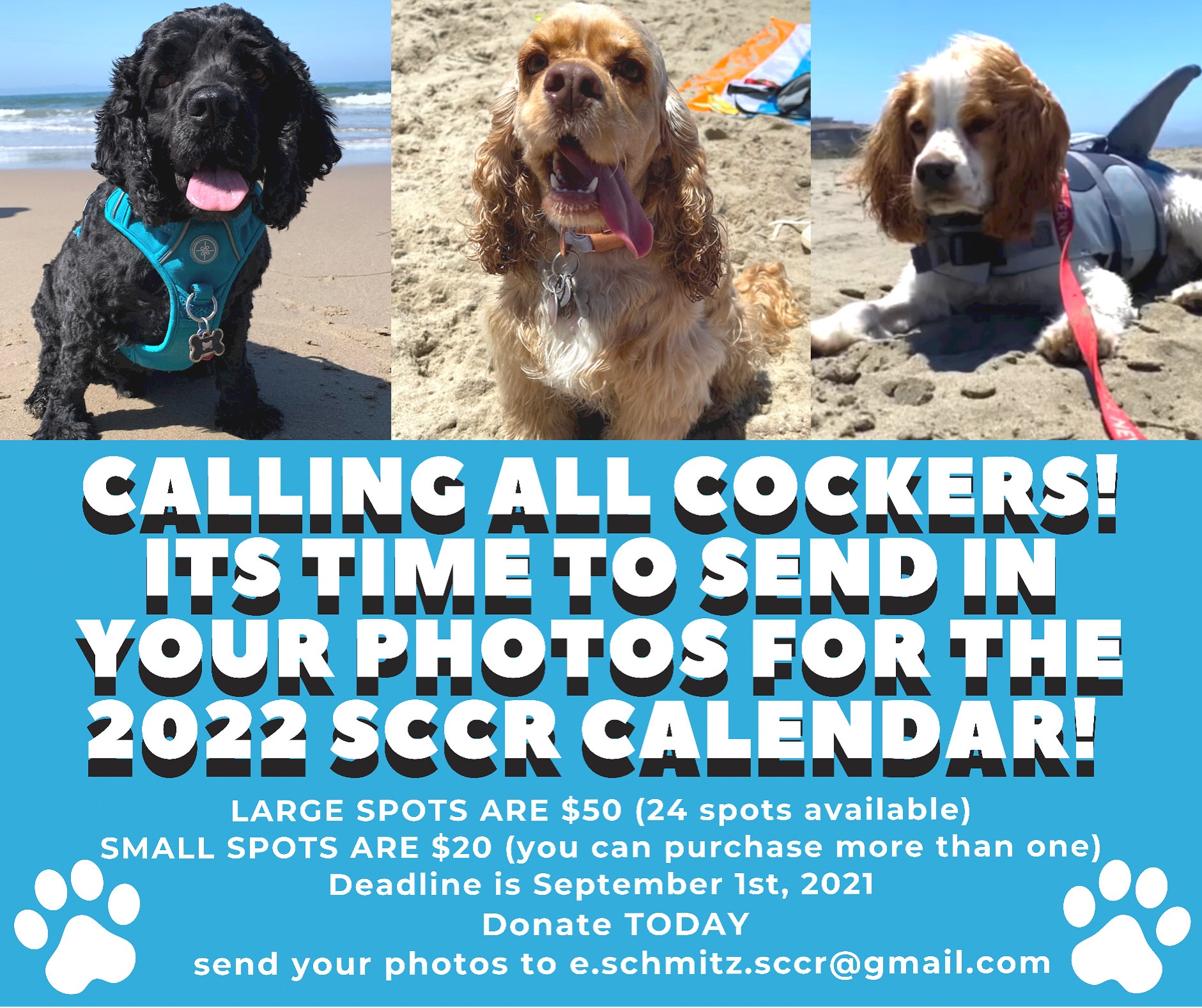Calling All Cockers! – SECOND CHANCE COCKER RESCUE