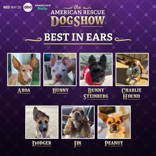 American Rescue Dog Show – SECOND CHANCE COCKER RESCUE