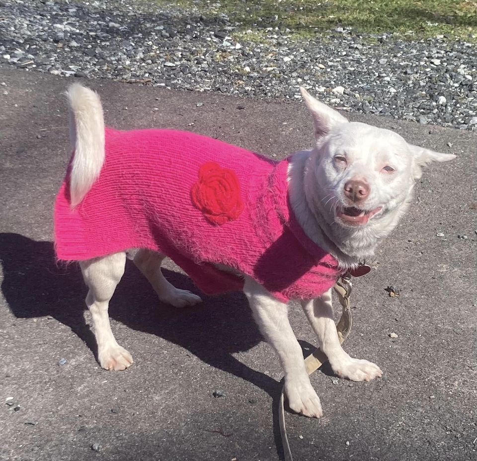 Cocker Spaniel Rescue – SECOND CHANCE COCKER RESCUE