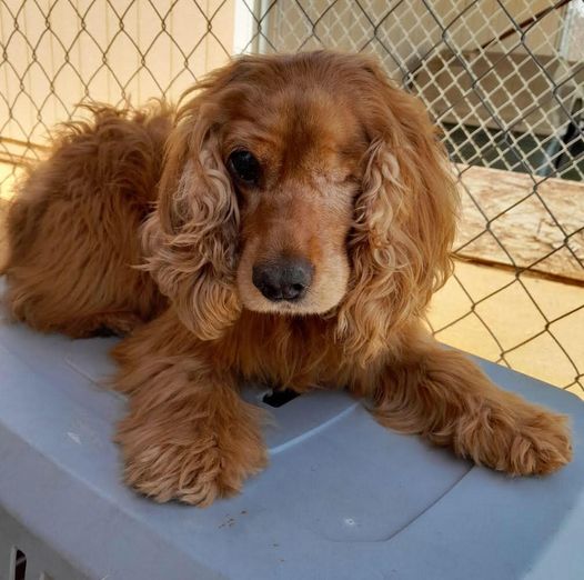 Bella – SECOND CHANCE COCKER RESCUE