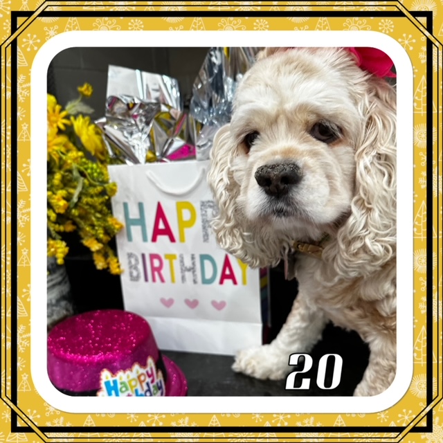 Cocker Spaniel Rescue – SECOND CHANCE COCKER RESCUE