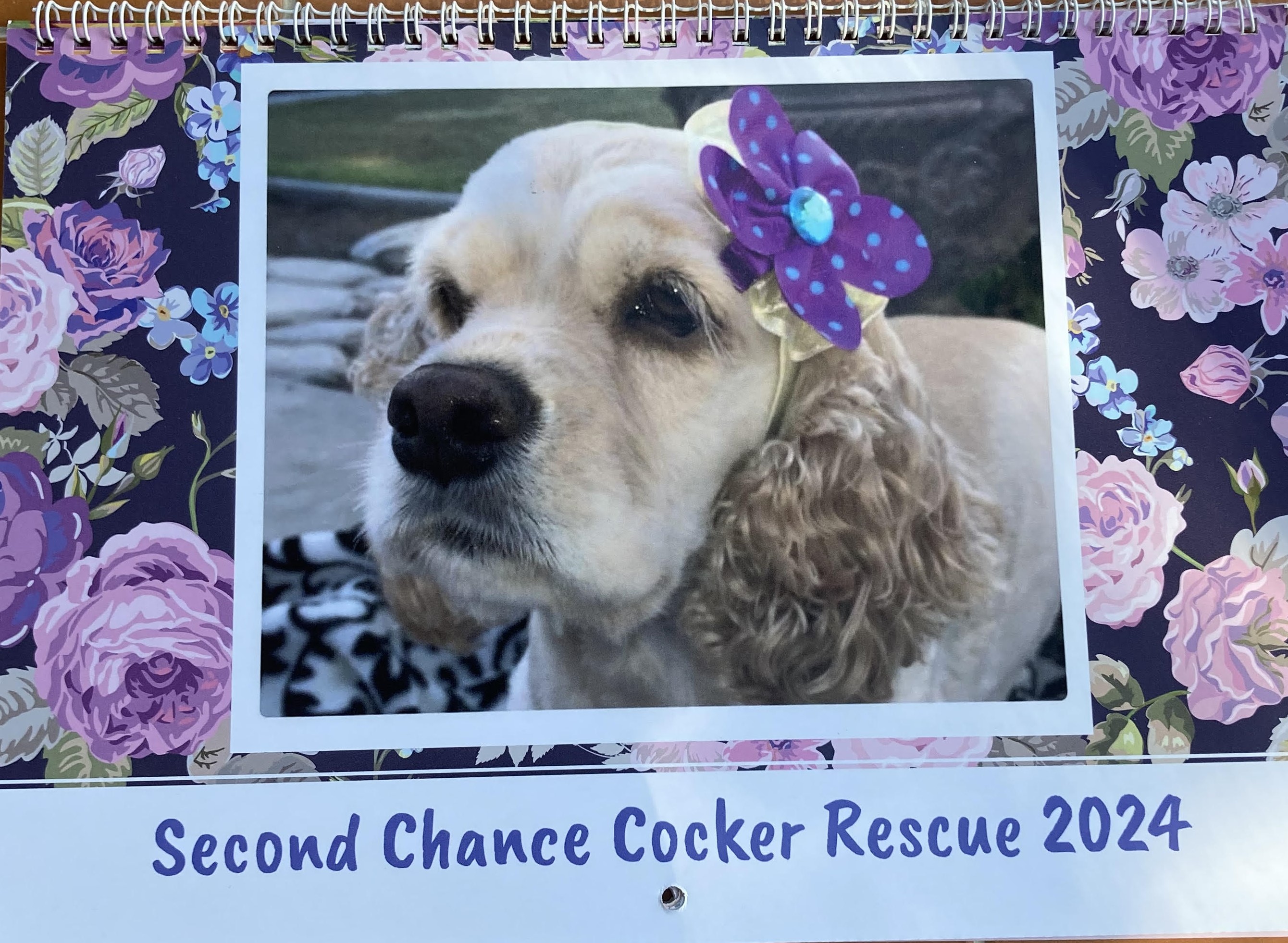 Cocker Spaniel Rescue – SECOND CHANCE COCKER RESCUE