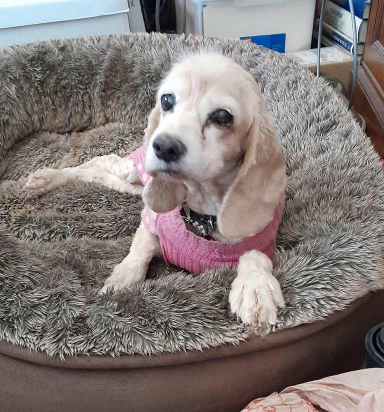 Cocker Spaniel Rescue – SECOND CHANCE COCKER RESCUE