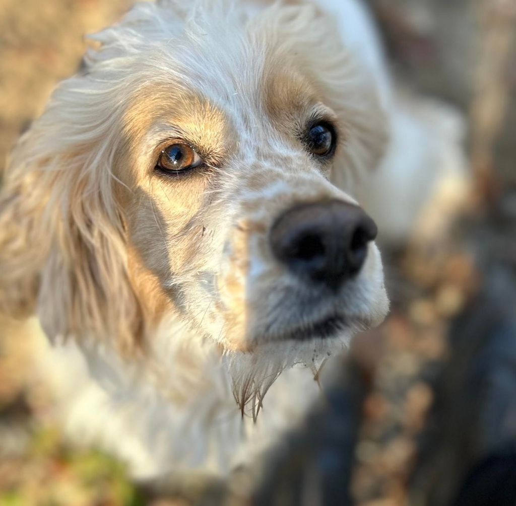 Cocker Spaniel Rescue – SECOND CHANCE COCKER RESCUE