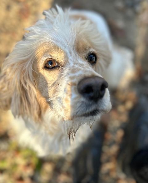 Cocker Spaniel Rescue – SECOND CHANCE COCKER RESCUE