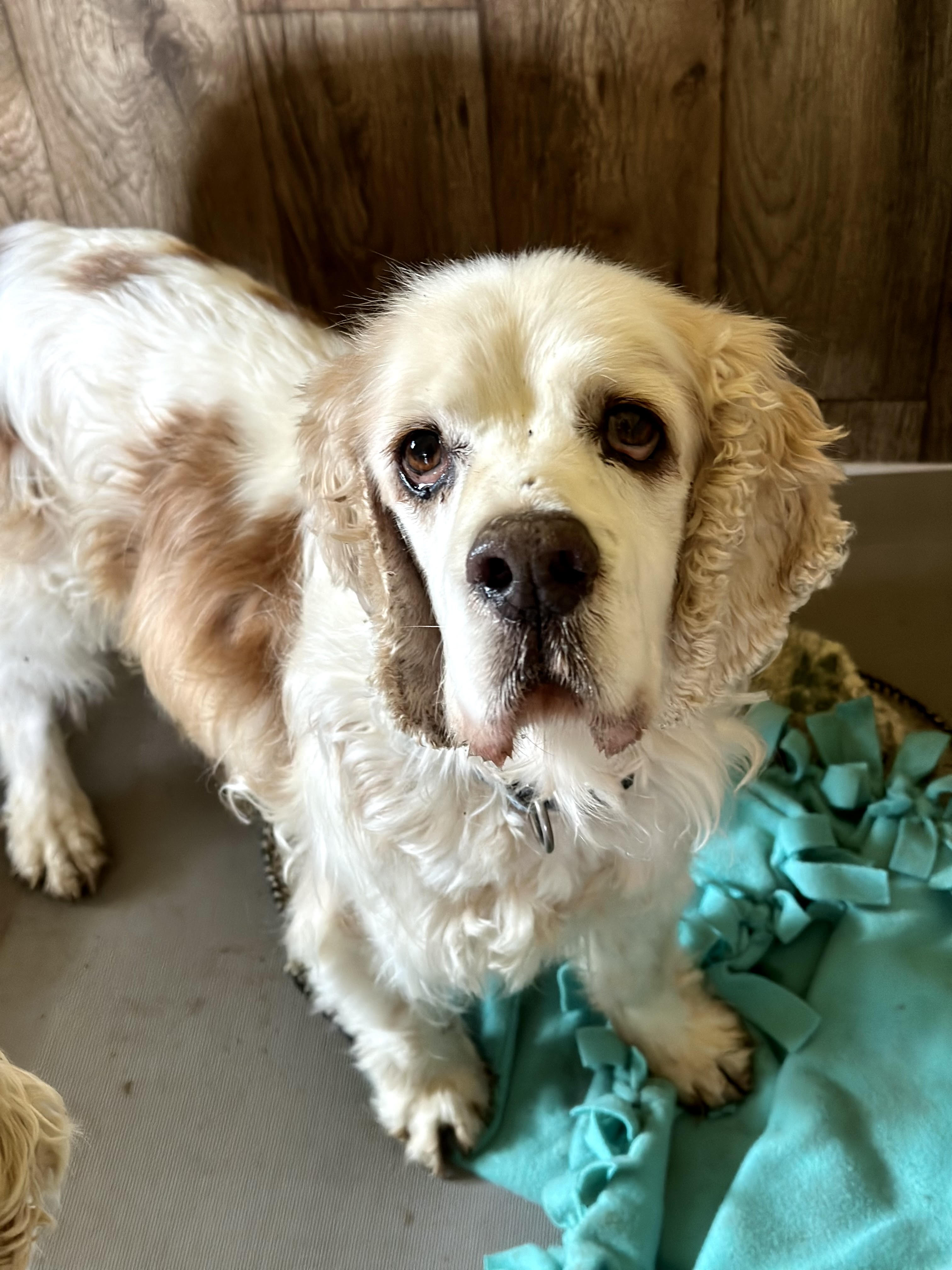 SECOND CHANCE COCKER RESCUE – Saving lives, one dog at a time.