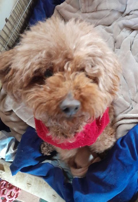 Cocker Spaniel Rescue – SECOND CHANCE COCKER RESCUE