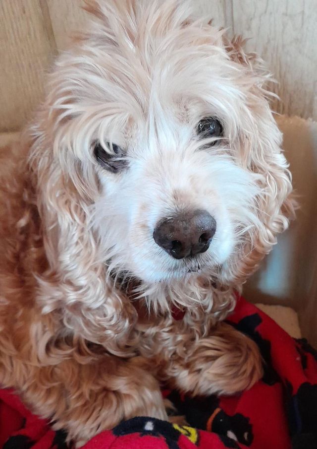 SECOND CHANCE COCKER RESCUE – Saving lives, one dog at a time.