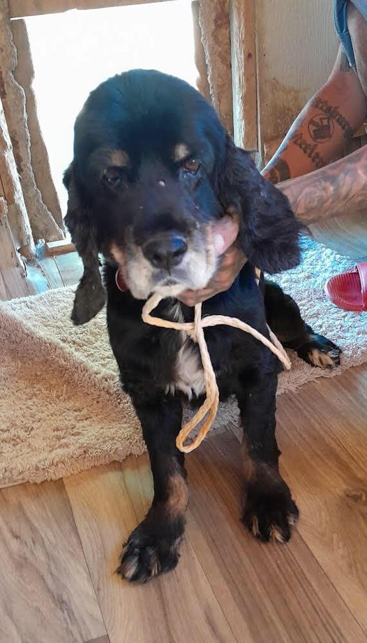 SECOND CHANCE COCKER RESCUE – Saving lives, one dog at a time.